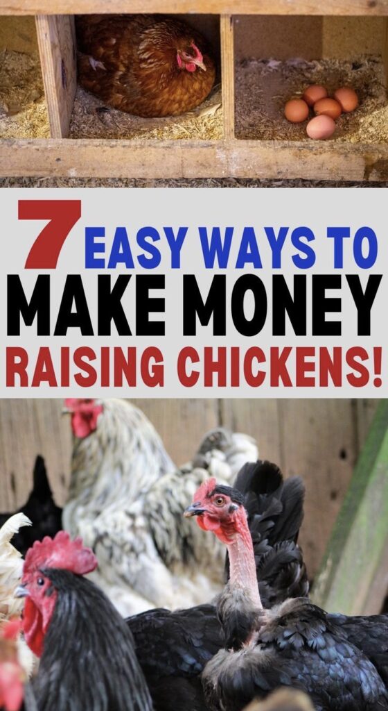 Setting Up Your Poultry: A Step-by-Step Guide – Inside Port Harcourt